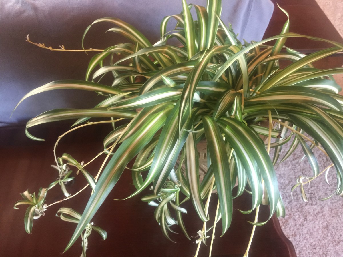 NASA Guide to Air-filtering Plants – The Sustainability Co-Op